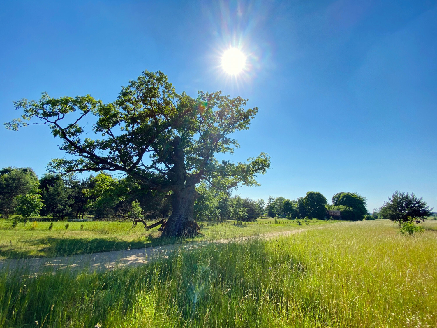 Białowieża Primeval Forest Oak becomes the European Tree of the Year ...